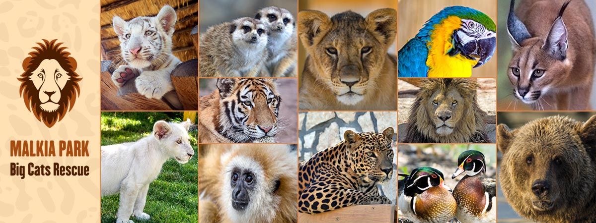 Malkia Park: Druhá šanca na život pre divoké zvieratá - Loxone blog